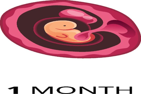 Fetal Development During the First Trimester | Baby Maybe